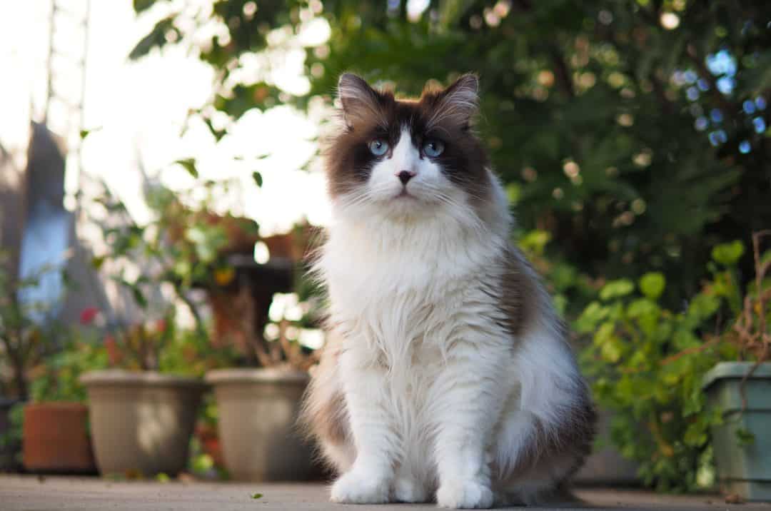 A Comprehensive Guide To Cat Hair Length Chart
