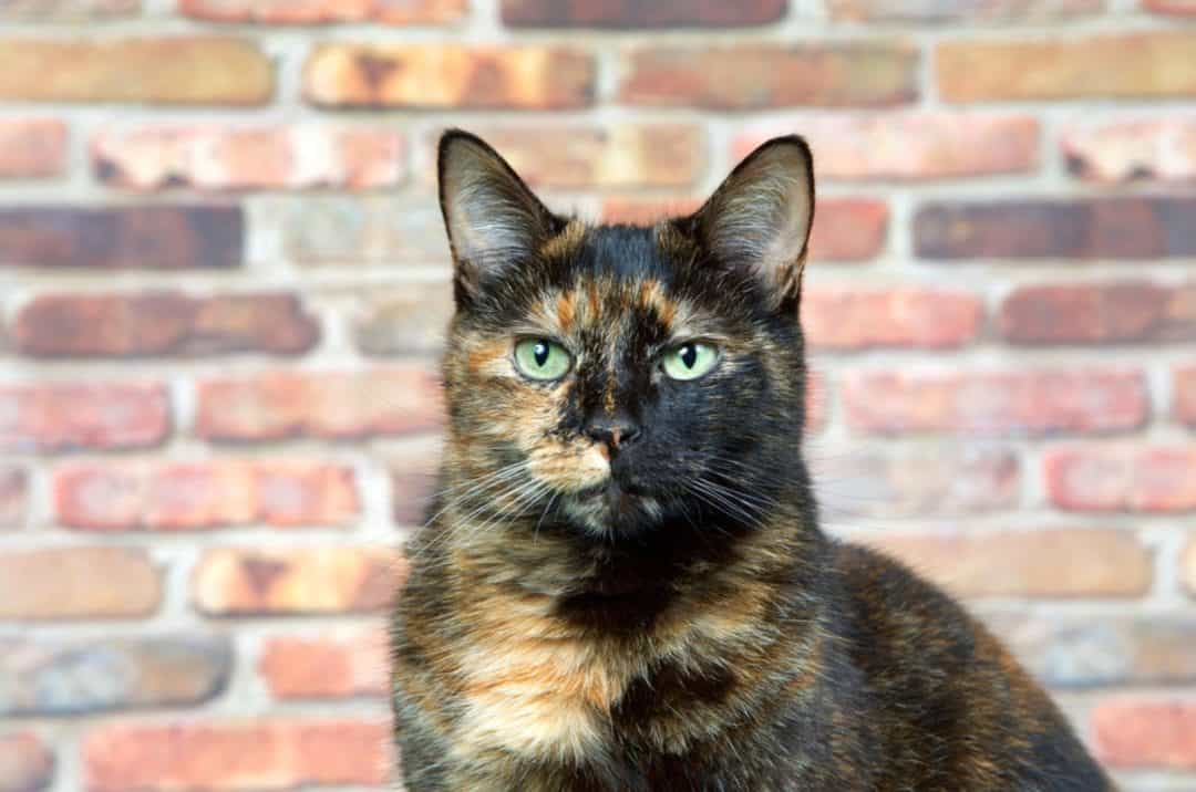A Guide To Female Tortoiseshell Cat Personality And Behavior
