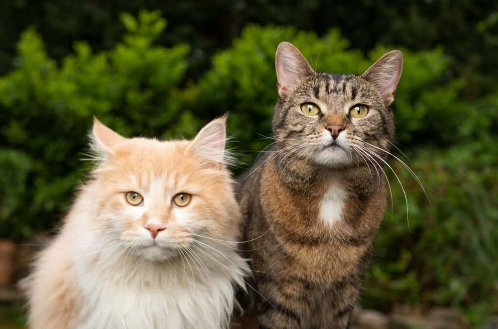 A Comprehensive Guide To Cat Hair Length Chart