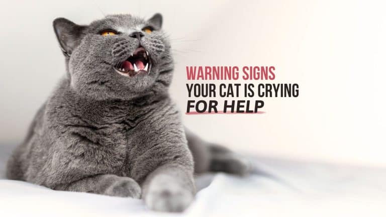 10 Warning Signs Your Cat Is Crying For Help