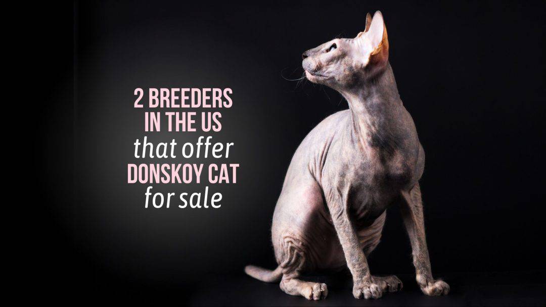 Breeders - Better With Cats