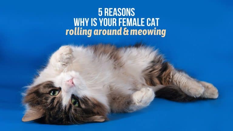 5 Reasons Why Is Your Female Cat Rolling Around And Meowing