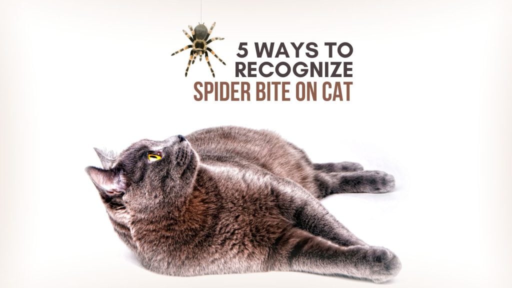 5 Ways To Recognize Spider Bite On Cat, And Tips How To Help
