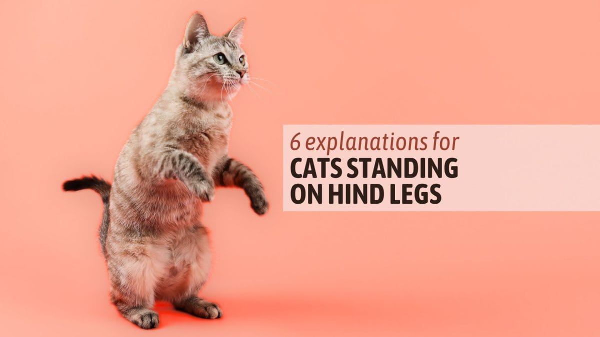 6 Reasons For Cats Standing On Hind Legs