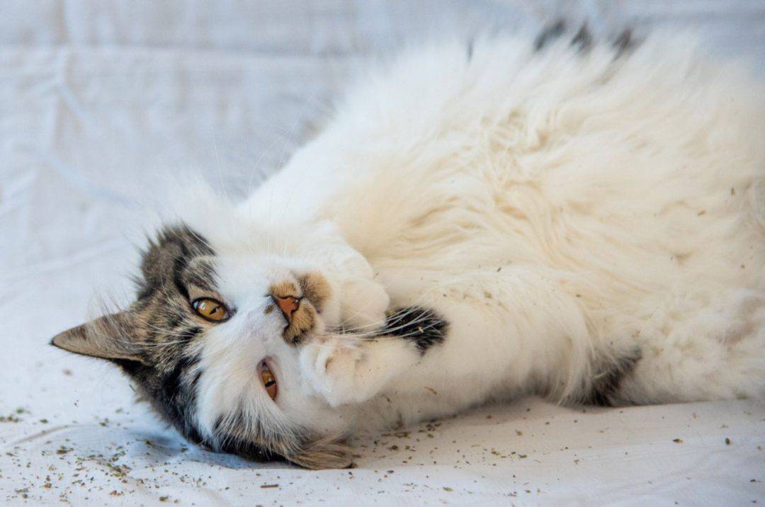 5 Reasons Why Is Your Female Cat Rolling Around And Meowing