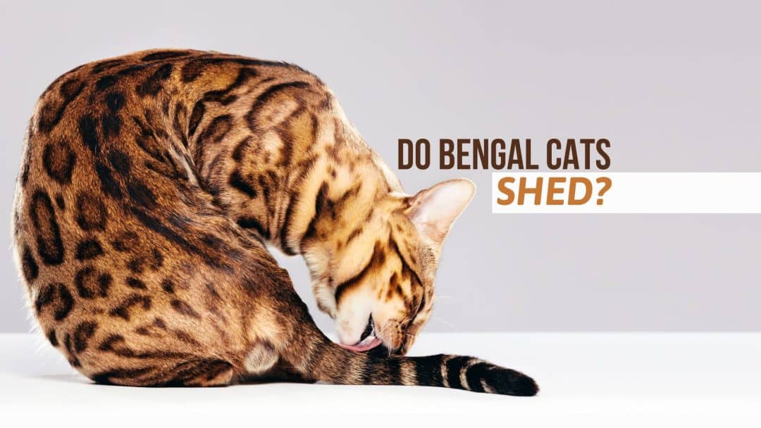 Do Bengal Cats Shed And How To Care For Their Coats