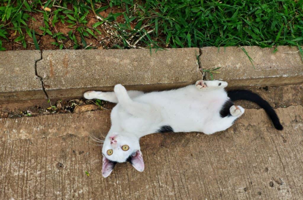5 Reasons Why Is Your Female Cat Rolling Around And Meowing