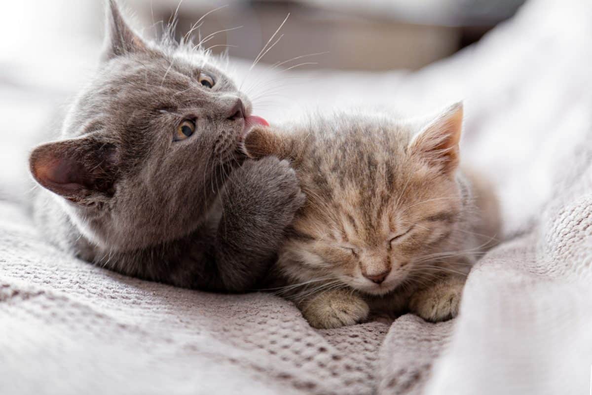 Do Cats Remember Their Siblings And Do They Miss Them?
