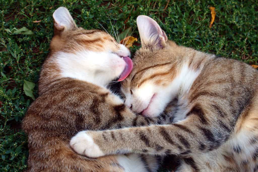 Do Cats Remember Their Siblings And Do They Miss Them?