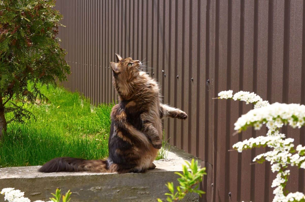 6 Reasons For Cats Standing On Hind Legs