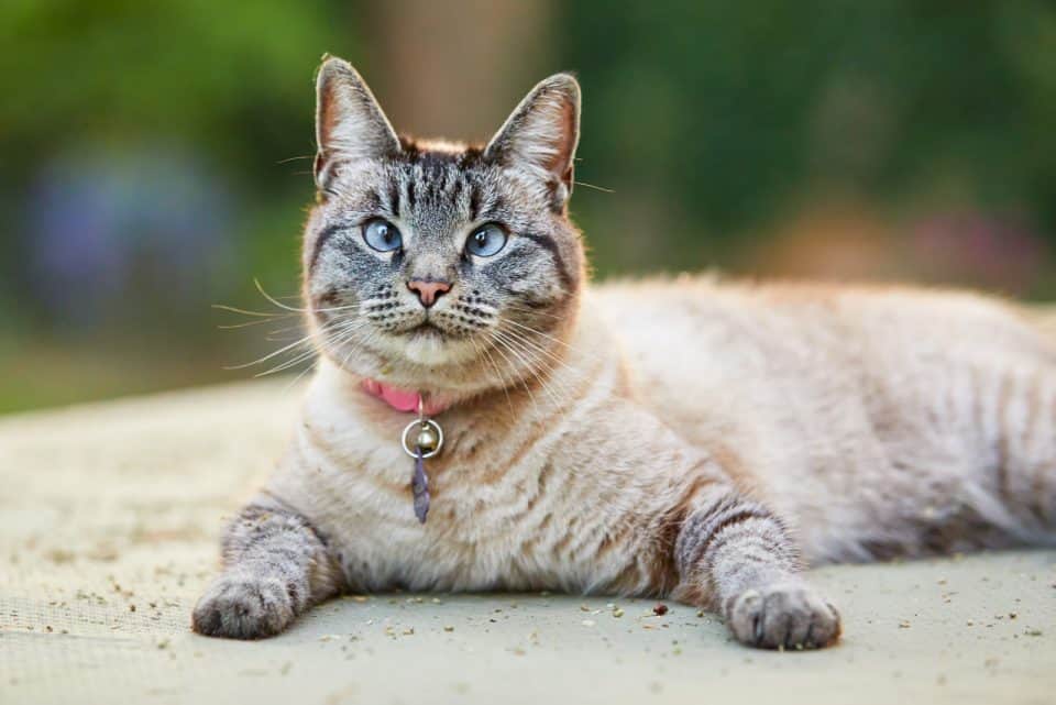 Are Long Whiskers A Sign Of A Healthy Cat?