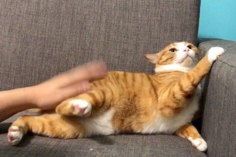 6 Reasons Why Do Cats Like Butt Pats