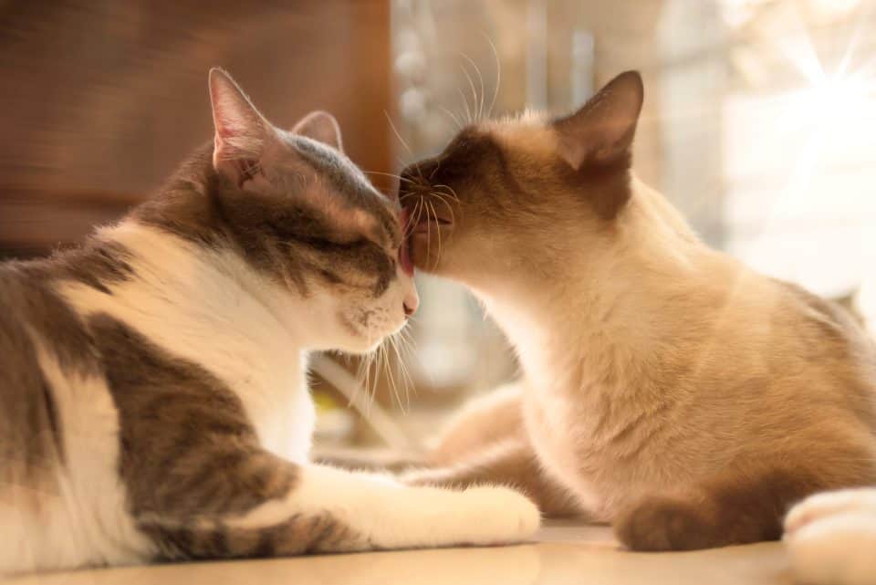 Do Cats Remember Their Siblings And Do They Miss Them?
