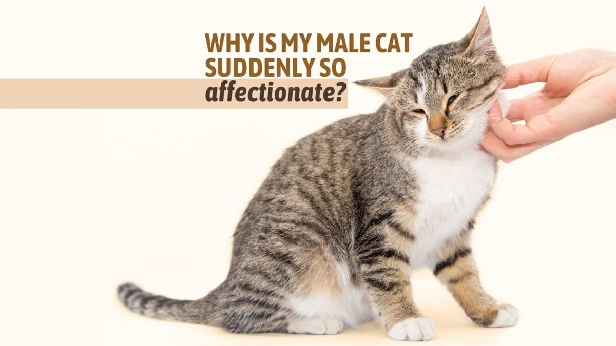 10 Reasons Why Is Your Male Cat Suddenly So Affectionate