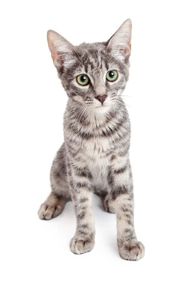 A Guide To The Domestic Shorthair Cat Weight Chart By Age
