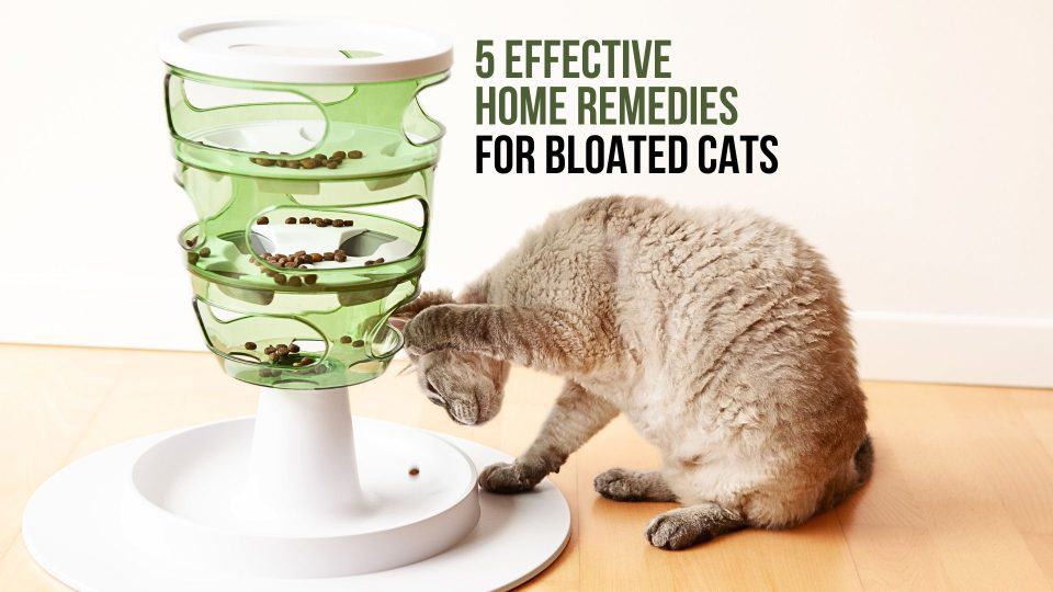 5 Effective Home Remedies For Bloated Cats