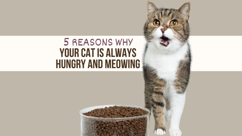 5 Reasons Why Your Cat Is Always Hungry And Meowing
