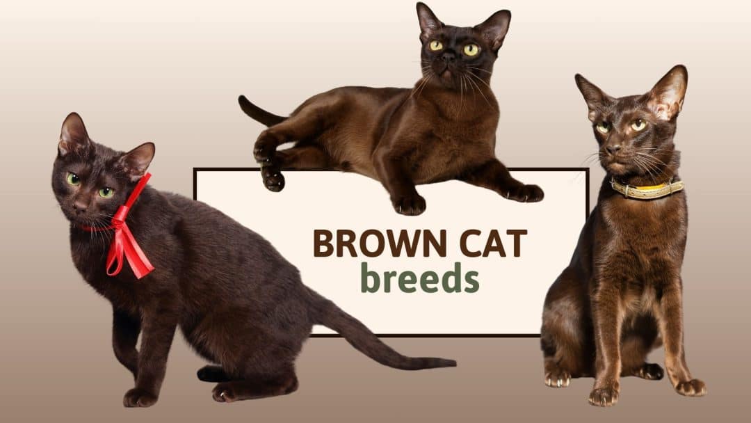 9 Brown Cat Breeds Worth Of Your Attention