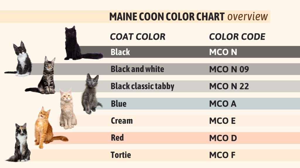 A Detailed Guide To The Maine Coon Color Chart