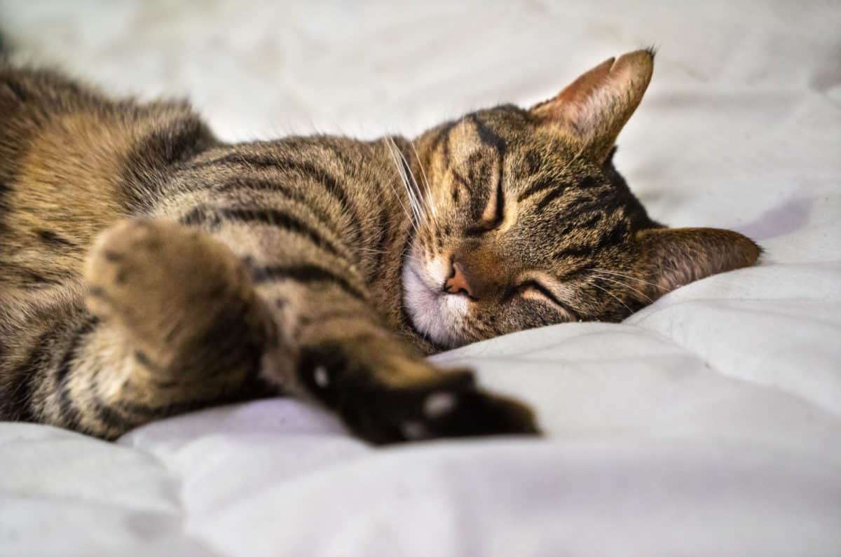 5 Reasons Why Does Your Cat Sleep Above Your Head