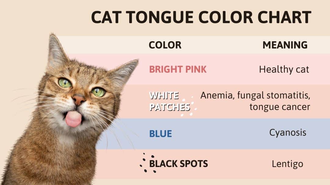 A Guide To The Cat Tongue Color Chart