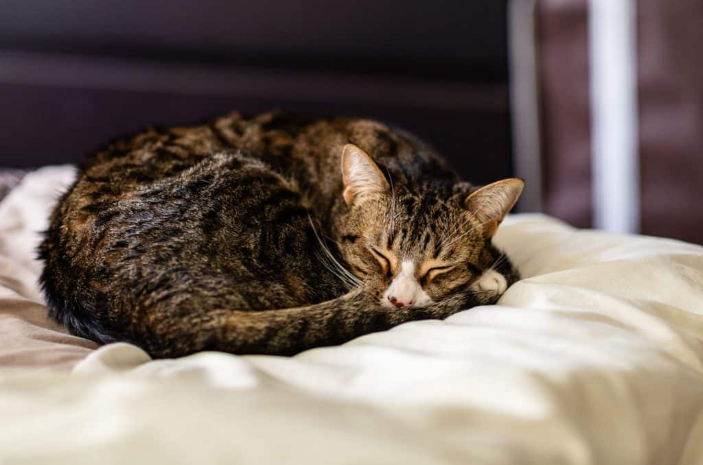 5 Reasons Why Does Your Cat Sleep Above Your Head