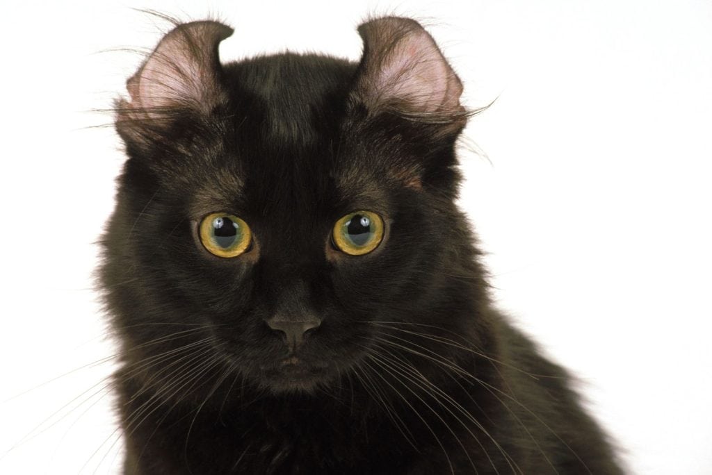 11 Beautiful Black Cat Breeds With Green Eyes