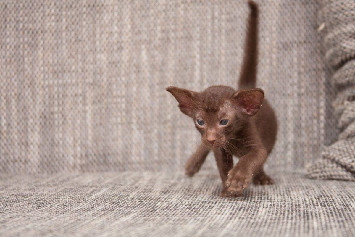 9 Brown Cat Breeds Worth Of Your Attention
