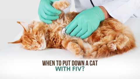 How To Know When To Put Down A Cat With FIV?