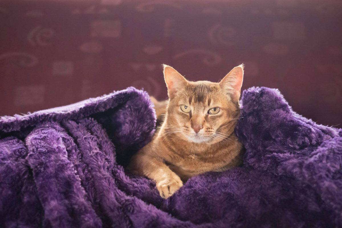 9 Brown Cat Breeds Worth Of Your Attention