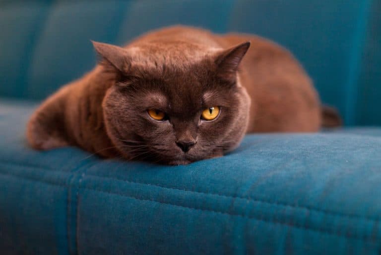 9 Brown Cat Breeds Worth Of Your Attention