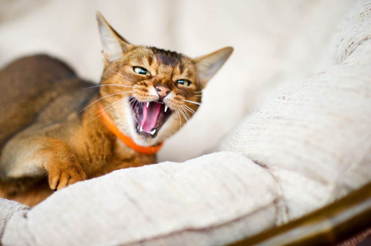 7 Reasons Why Is A Female Cat Suddenly Aggressive