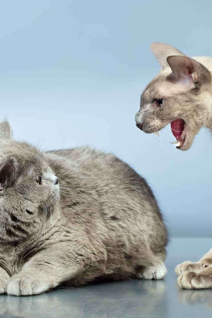 7 Reasons Why Do Mother Cats Attack Their Older Kittens