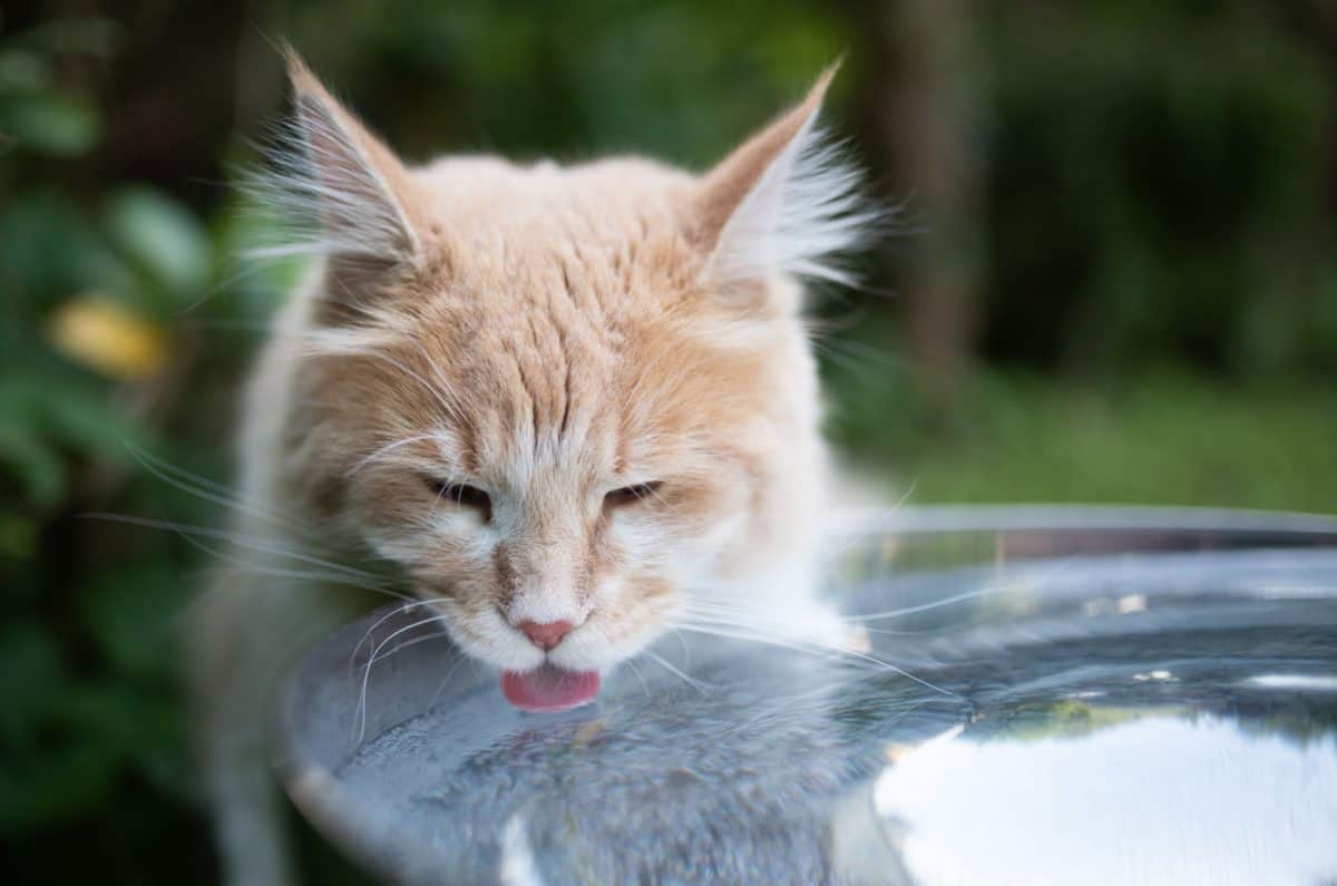 5 Reasons Why Is Your Dying Cat Drinking Lots Of Water
