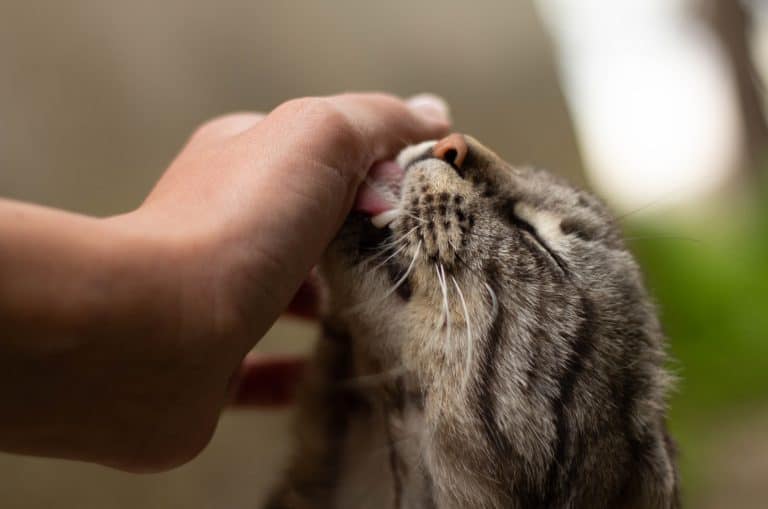 What Does It Mean When A Cat Licks Your Hand?