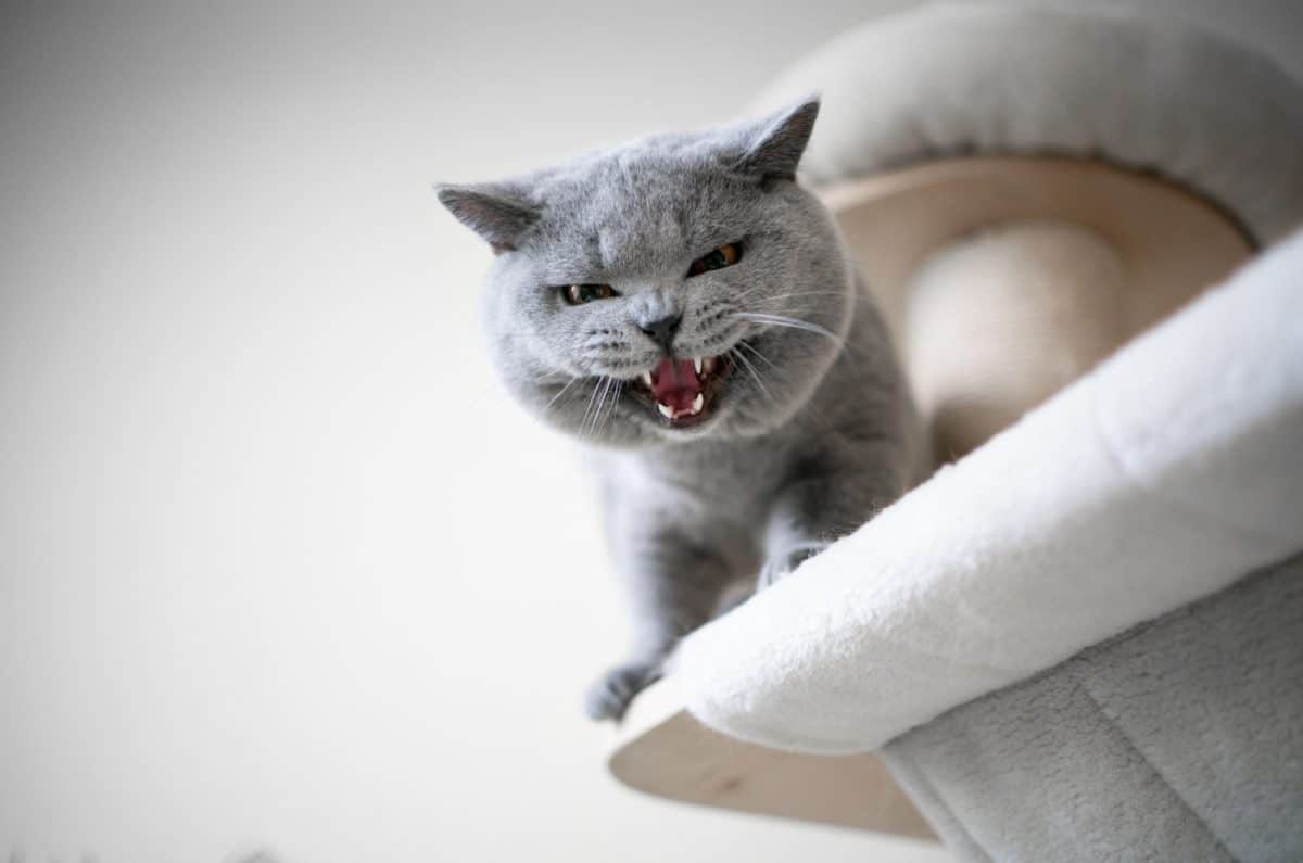 7 Reasons Why Is A Female Cat Suddenly Aggressive