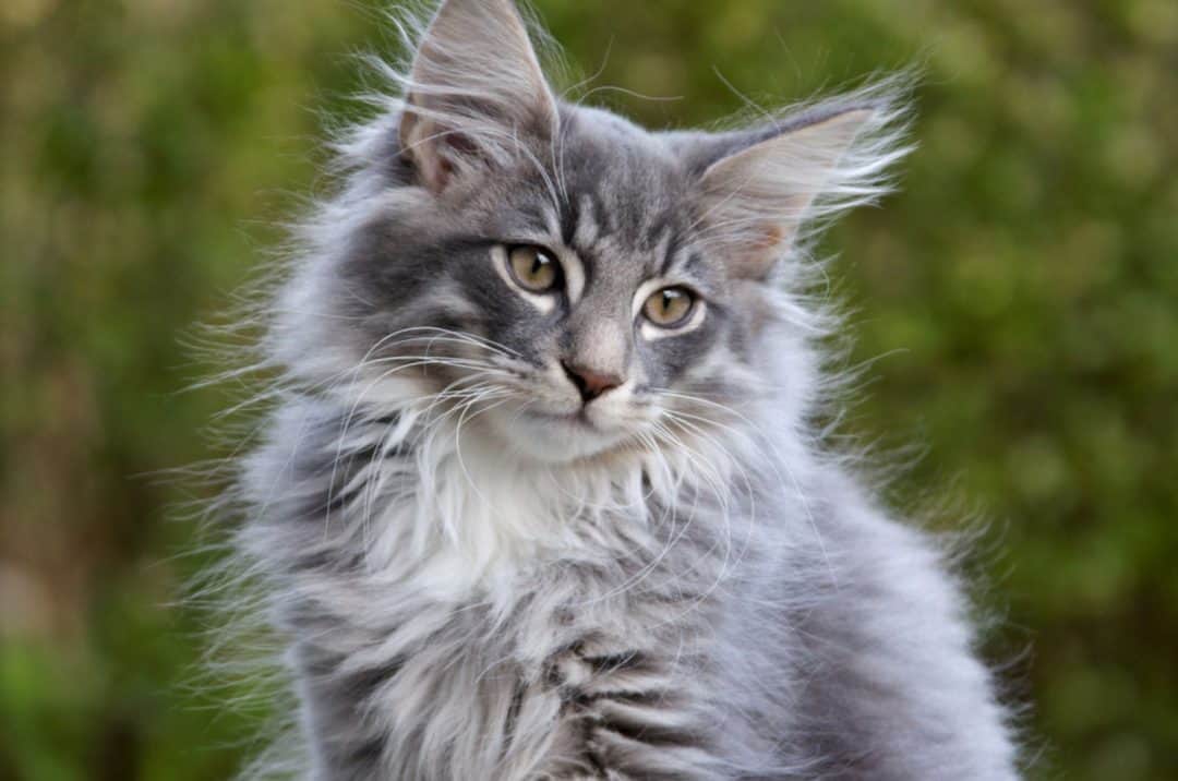 7 Grey And White Cat Breeds You’ll Fall In Love With