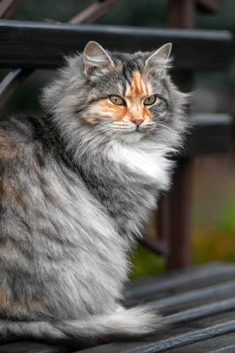 The Lifespan Of Siberian Cat And Factors That Might Affect It