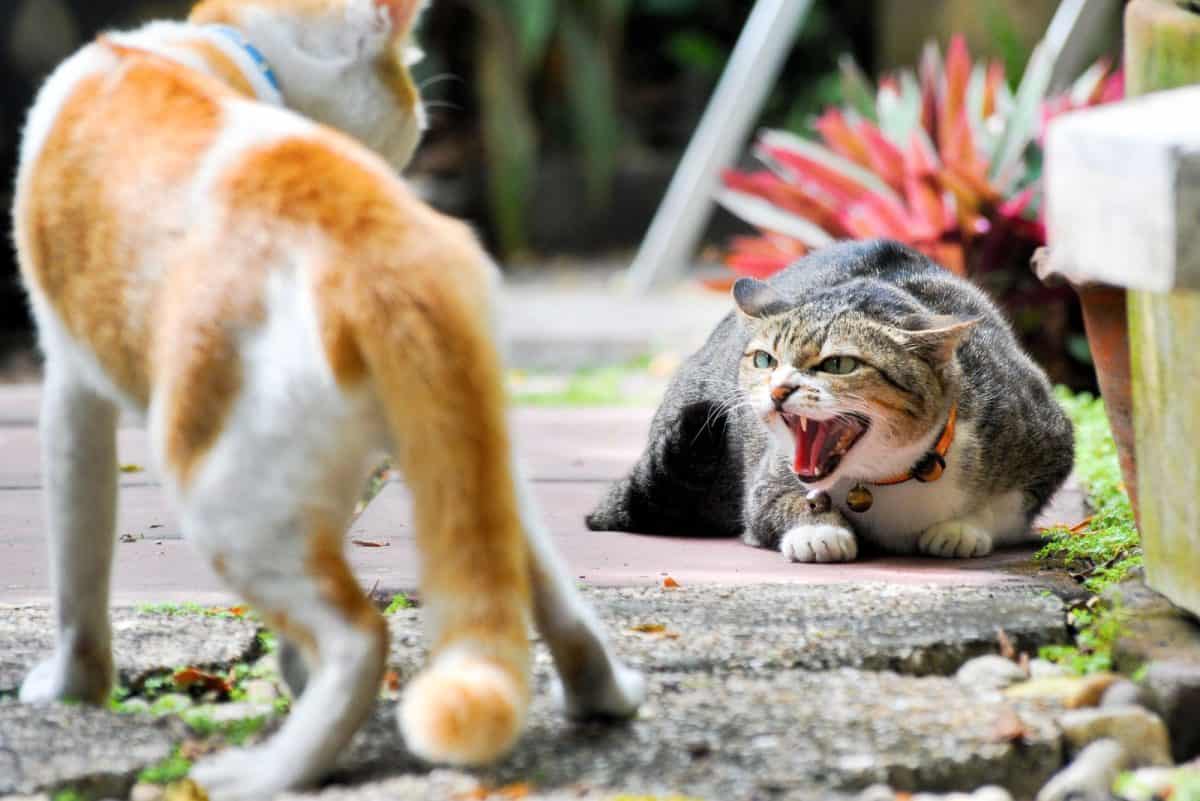 Do Female Cats Fight With Male Cats?