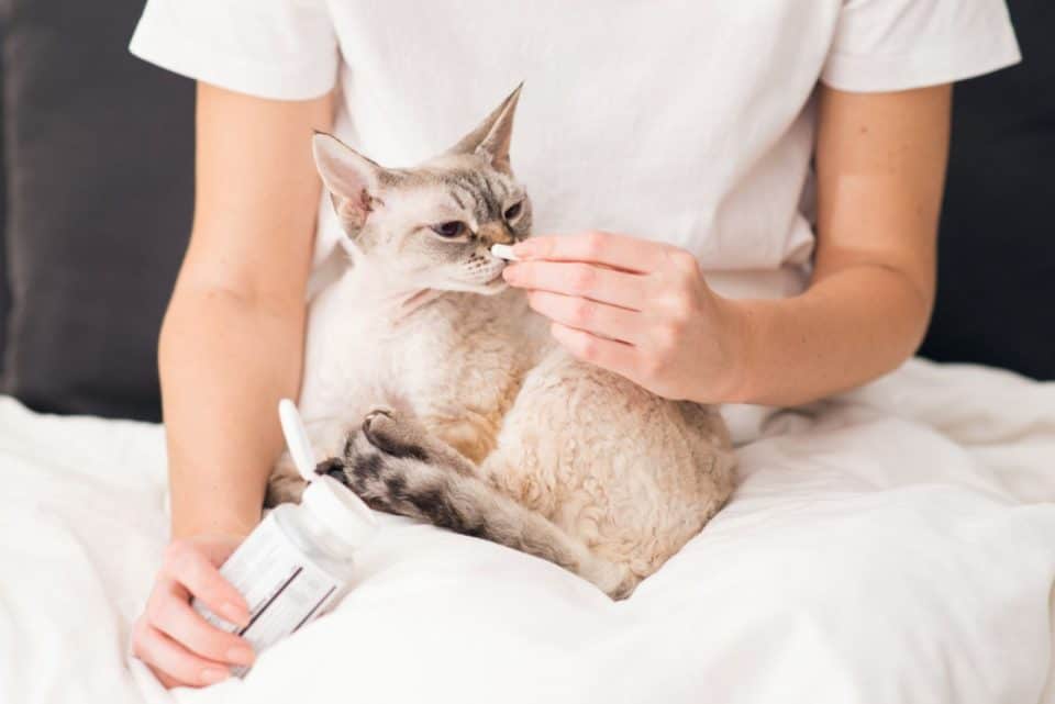 5 Effective Home Remedies For Bloated Cats