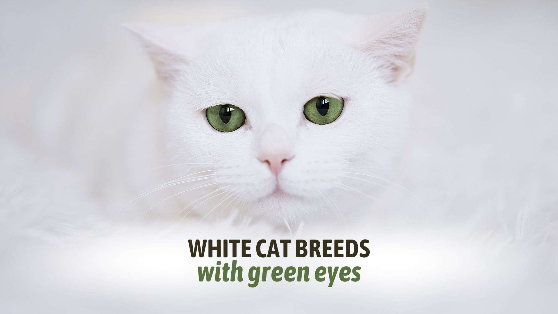 13 Gorgeous White Cat Breeds With Green Eyes 13 Gorgeous White Cat Breeds With Green Eyes