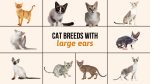 15 Charming Cat Breeds With Large Ears