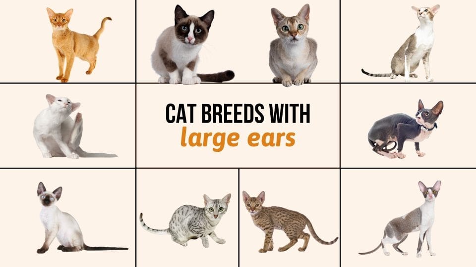 15 Charming Cat Breeds With Large Ears