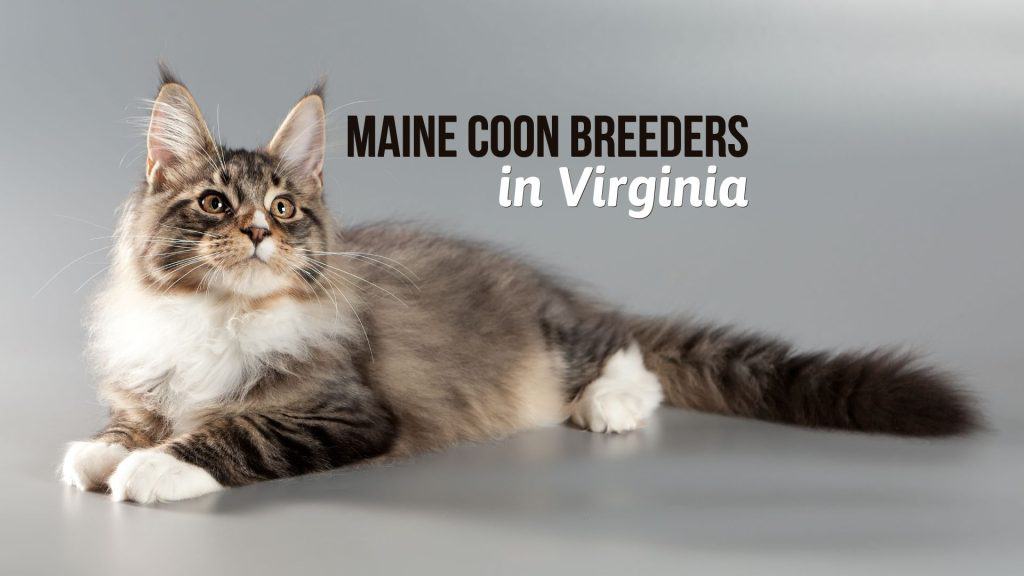 7 Reliable Maine Coon Breeders In Virginia