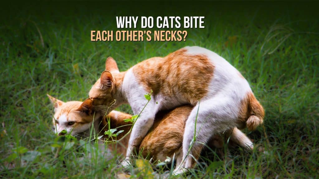 9 Reasons Why Do Cats Bite Each Others Necks