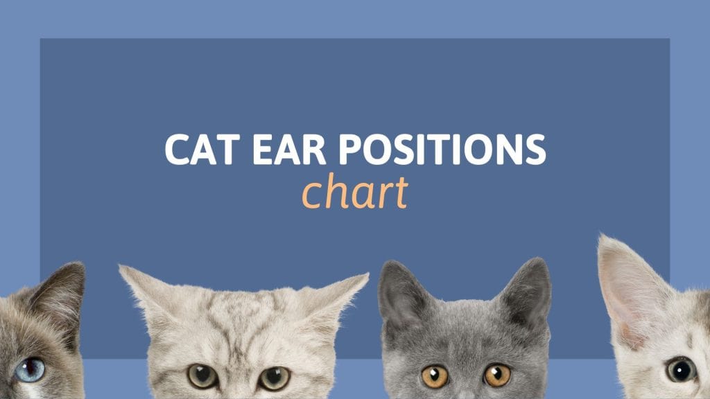 A Detailed Guide To The Cat Ear Positions Chart
