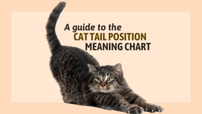 A Guide To The Cat Tail Position Meaning Chart