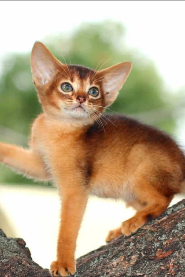 15 Charming Cat Breeds With Large Ears
