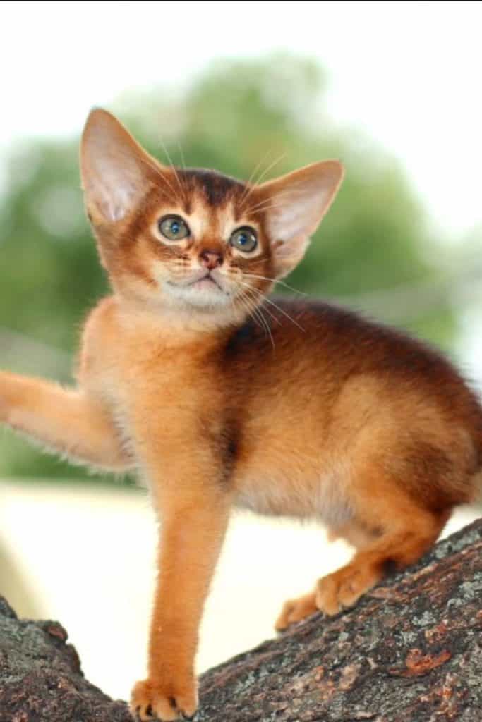 15 Charming Cat Breeds With Large Ears