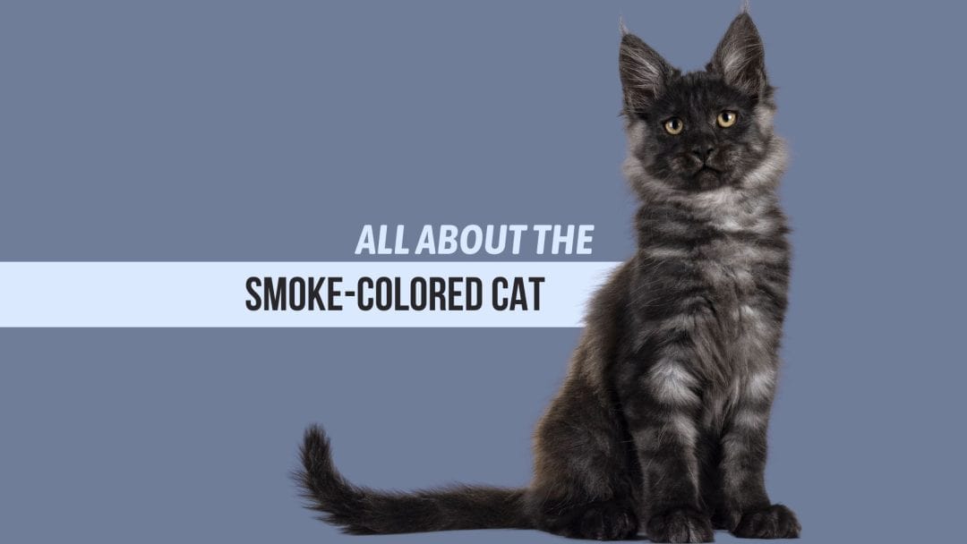 All About The Smoke-Colored Cat And 5 Breeds With This Coat